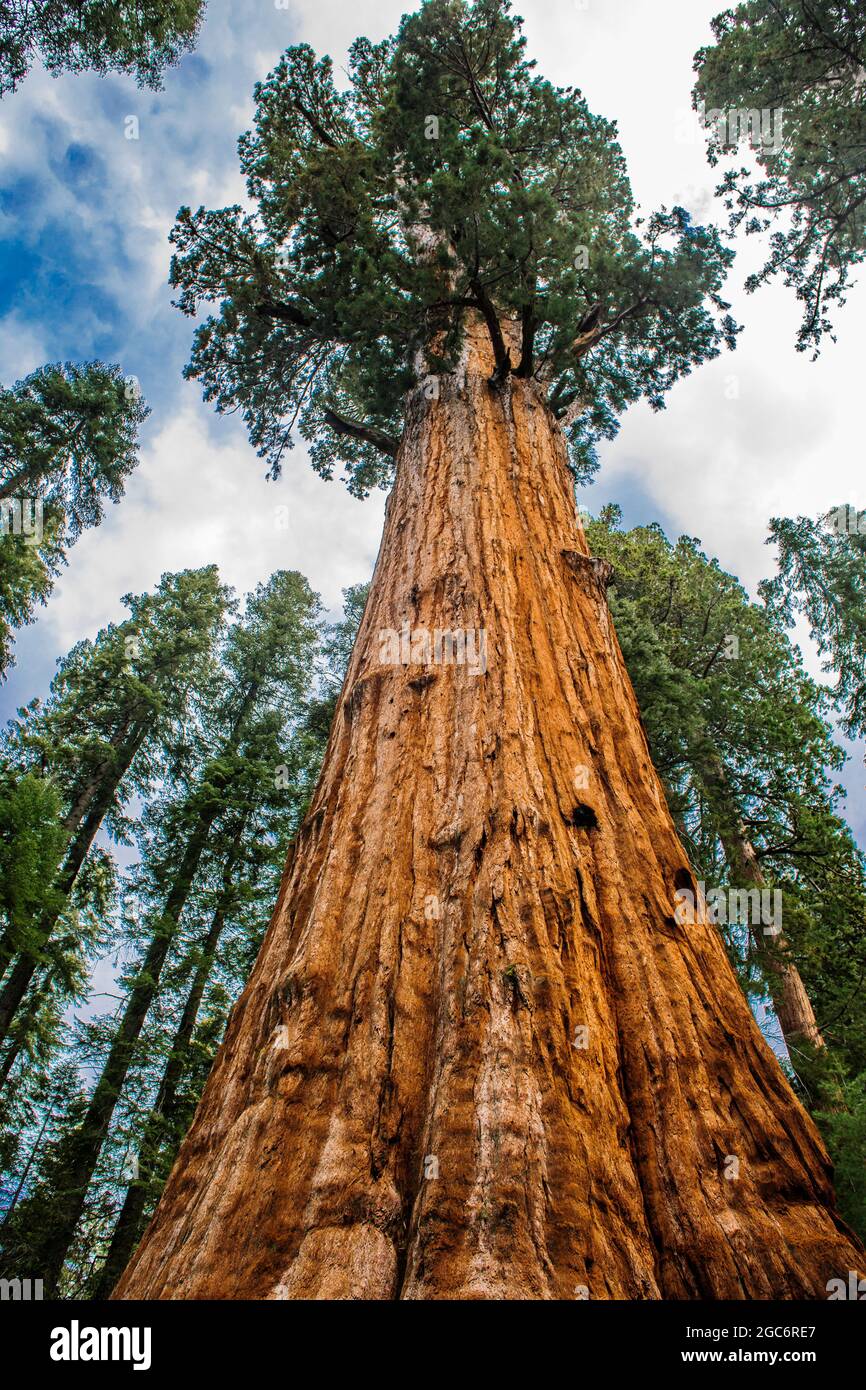 Usa, California, Low angle view of sequoia Stock Photo - Alamy