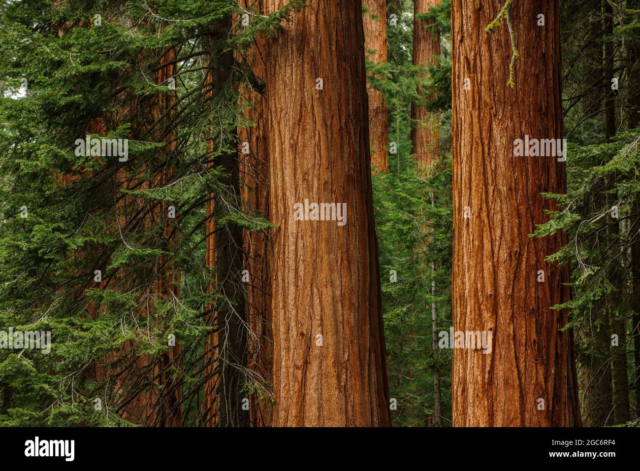 Usa, California, Sequoias in forest Stock Photo - Alamy