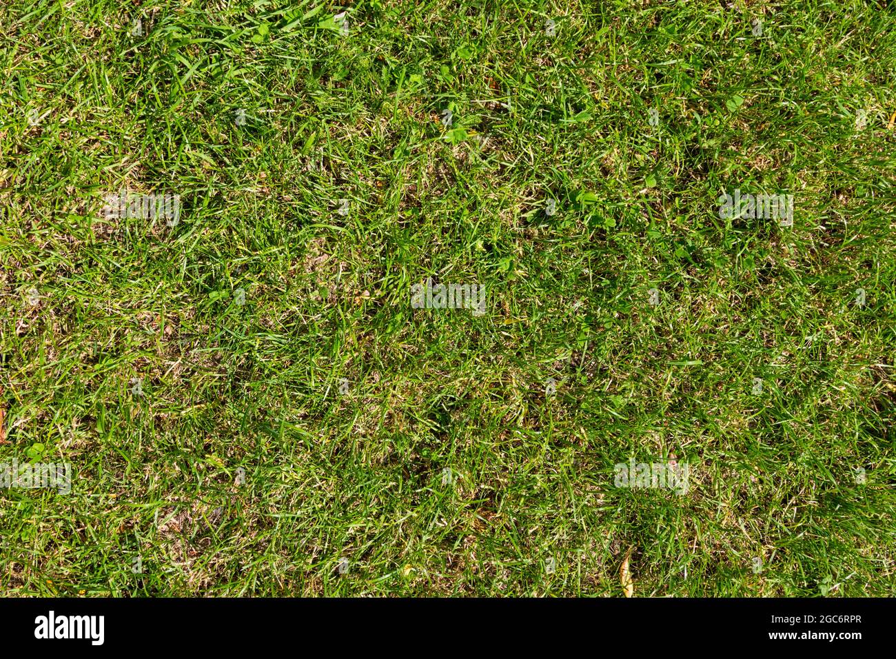 Cut grass top view in summer Stock Photo - Alamy