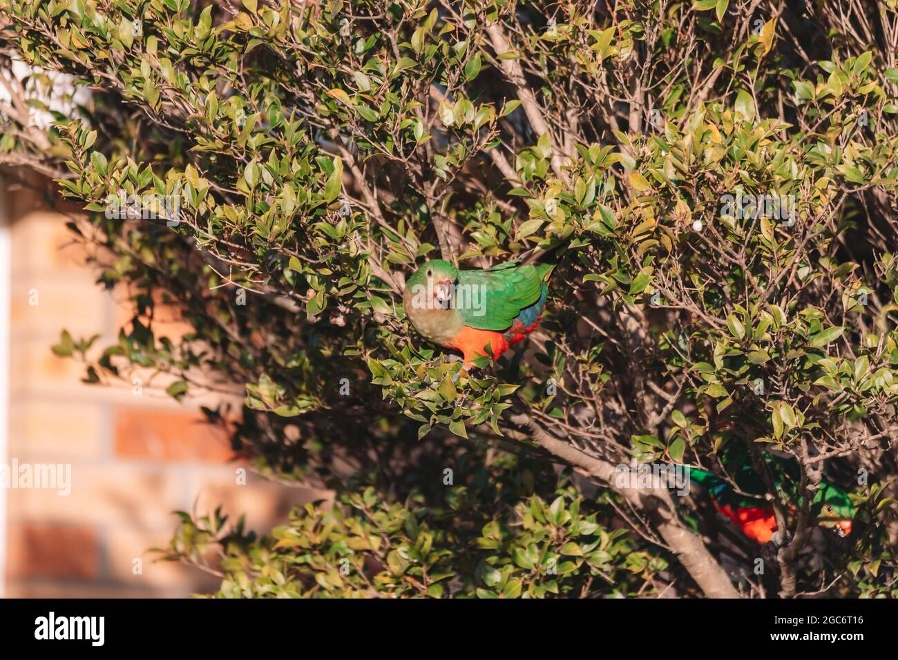Female Australian King Parrot in a tree Stock Photo - Alamy