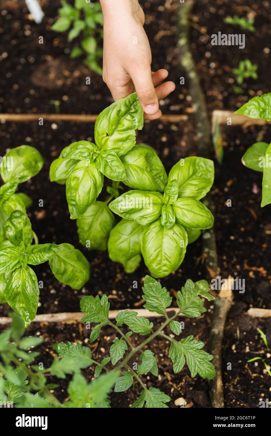 Girl picking basil in garden Stock Photo - Alamy