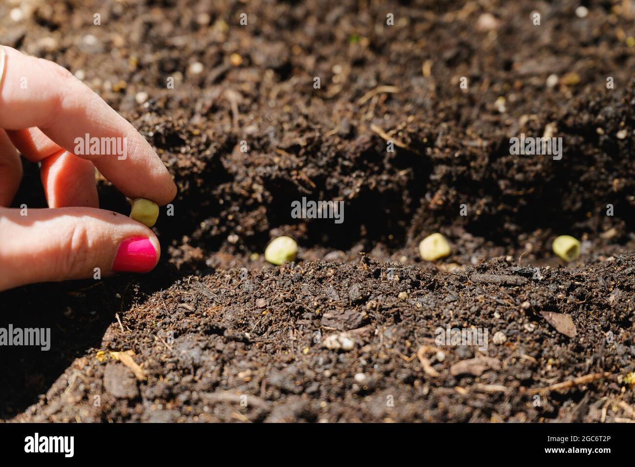 Woman planting bean seeds Stock Photo - Alamy