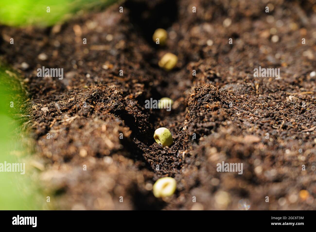 Bean seeds in soil Stock Photo - Alamy