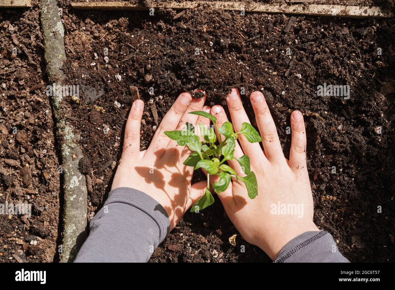 Smiling girl planting seedling Stock Photo - Alamy