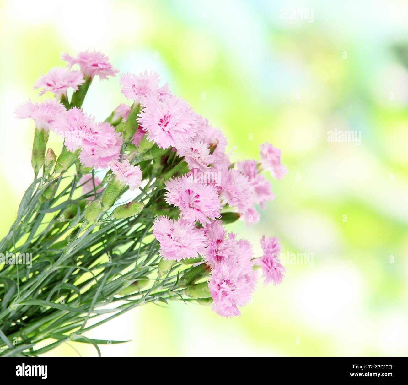 Many small pink cloves on nature background Stock Photo - Alamy