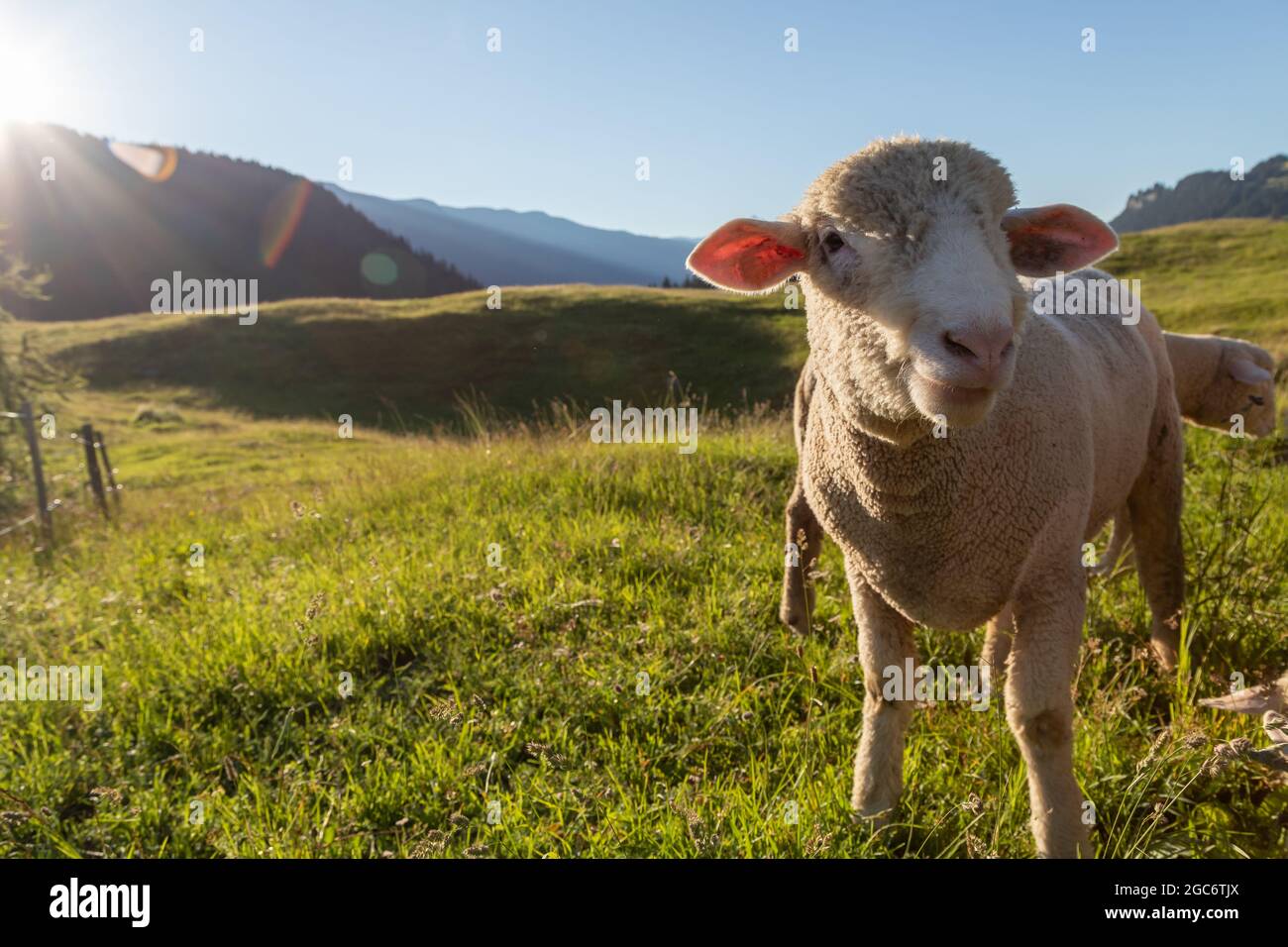 Swiss sheep farm hi-res stock photography and images - Alamy