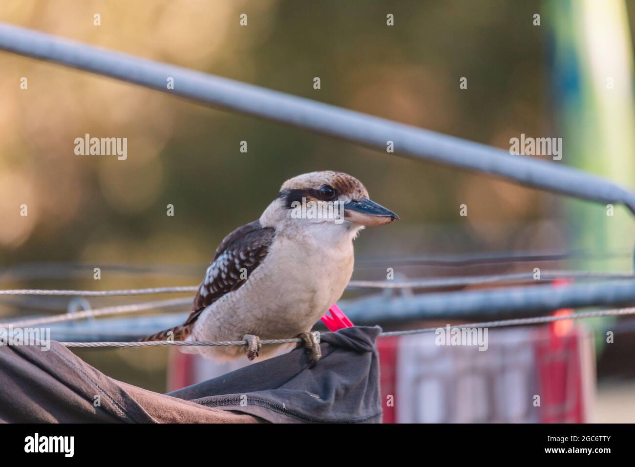 Australian backyard birds hi-res stock photography and images - Alamy