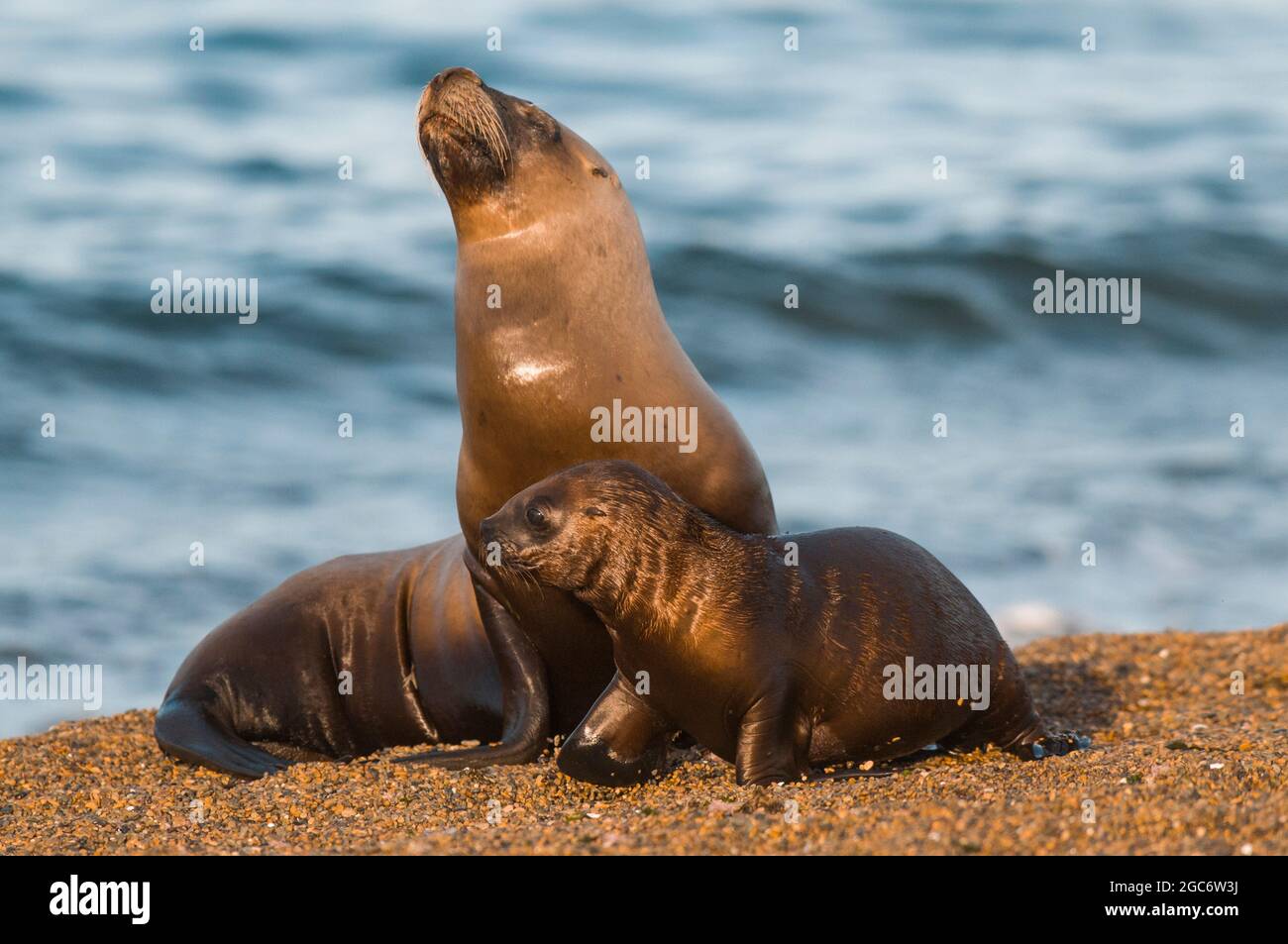Sea Lions On a Patagonian beach, Peninsula Valdes, Unesco World ...