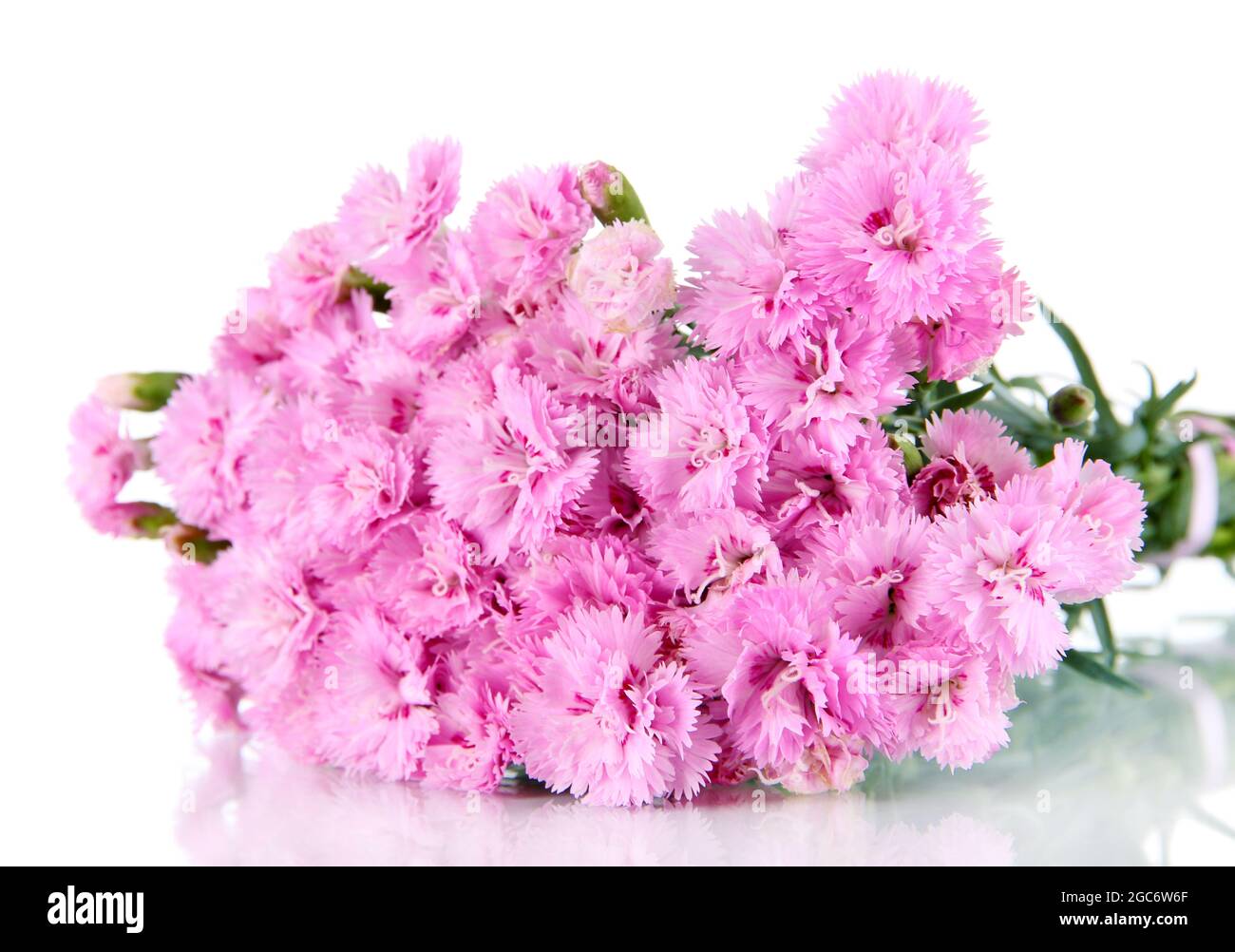 Many small pink cloves isolated on white Stock Photo - Alamy