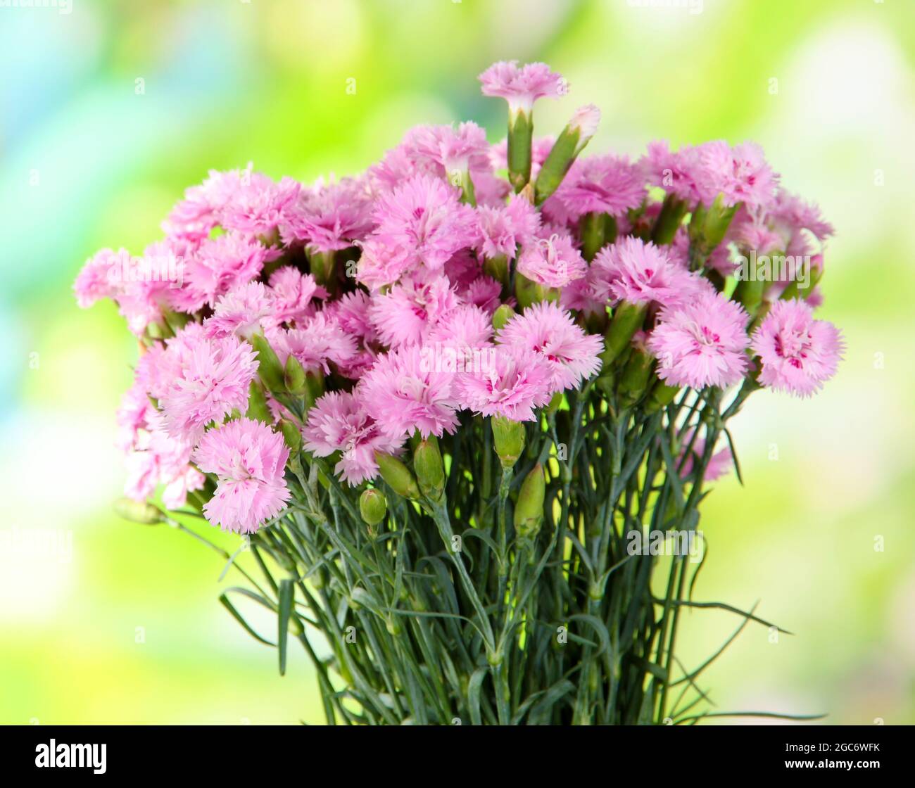 Many small pink cloves on nature background Stock Photo - Alamy
