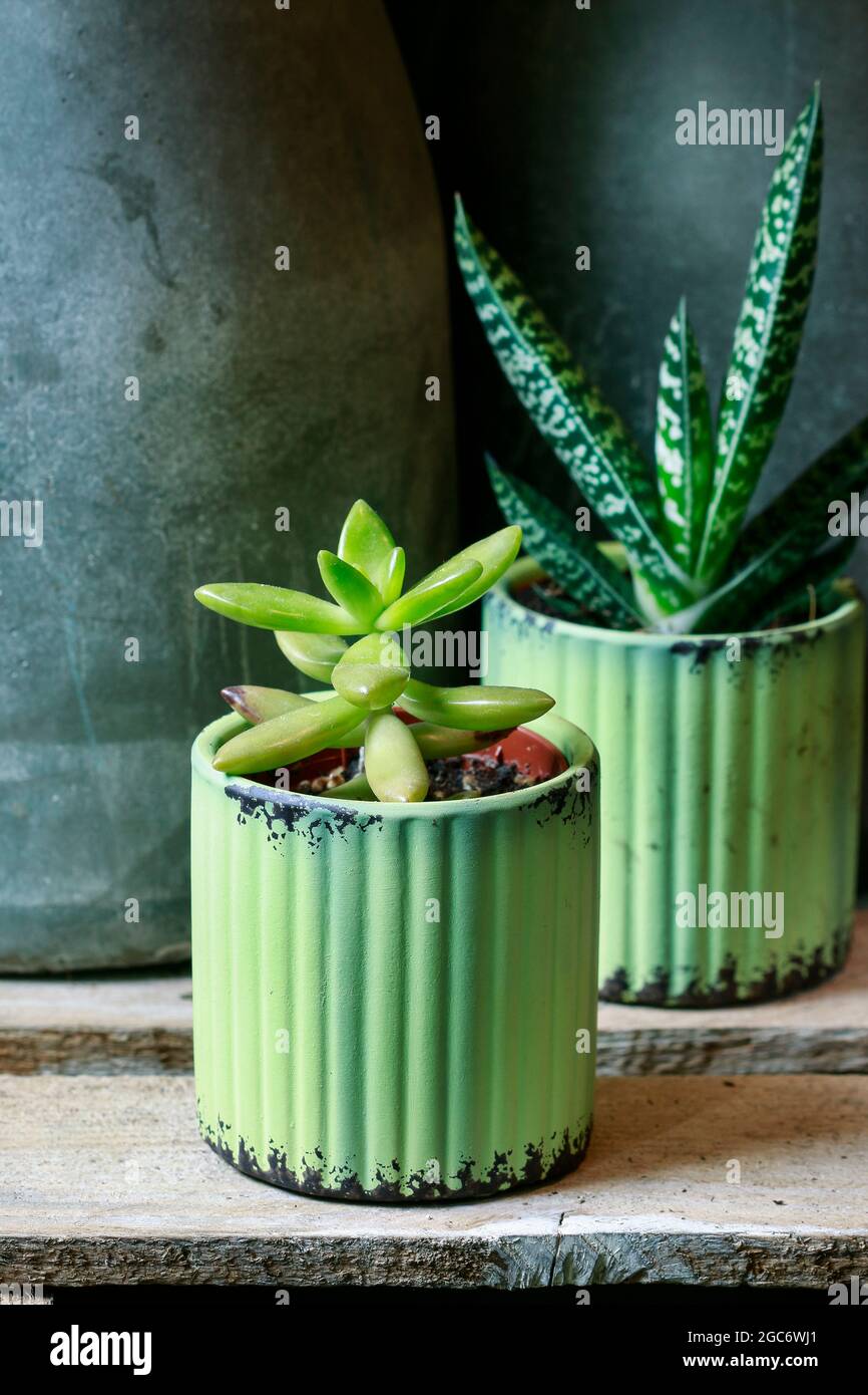 Transparent pot cactus succulent hi-res stock photography and images ...