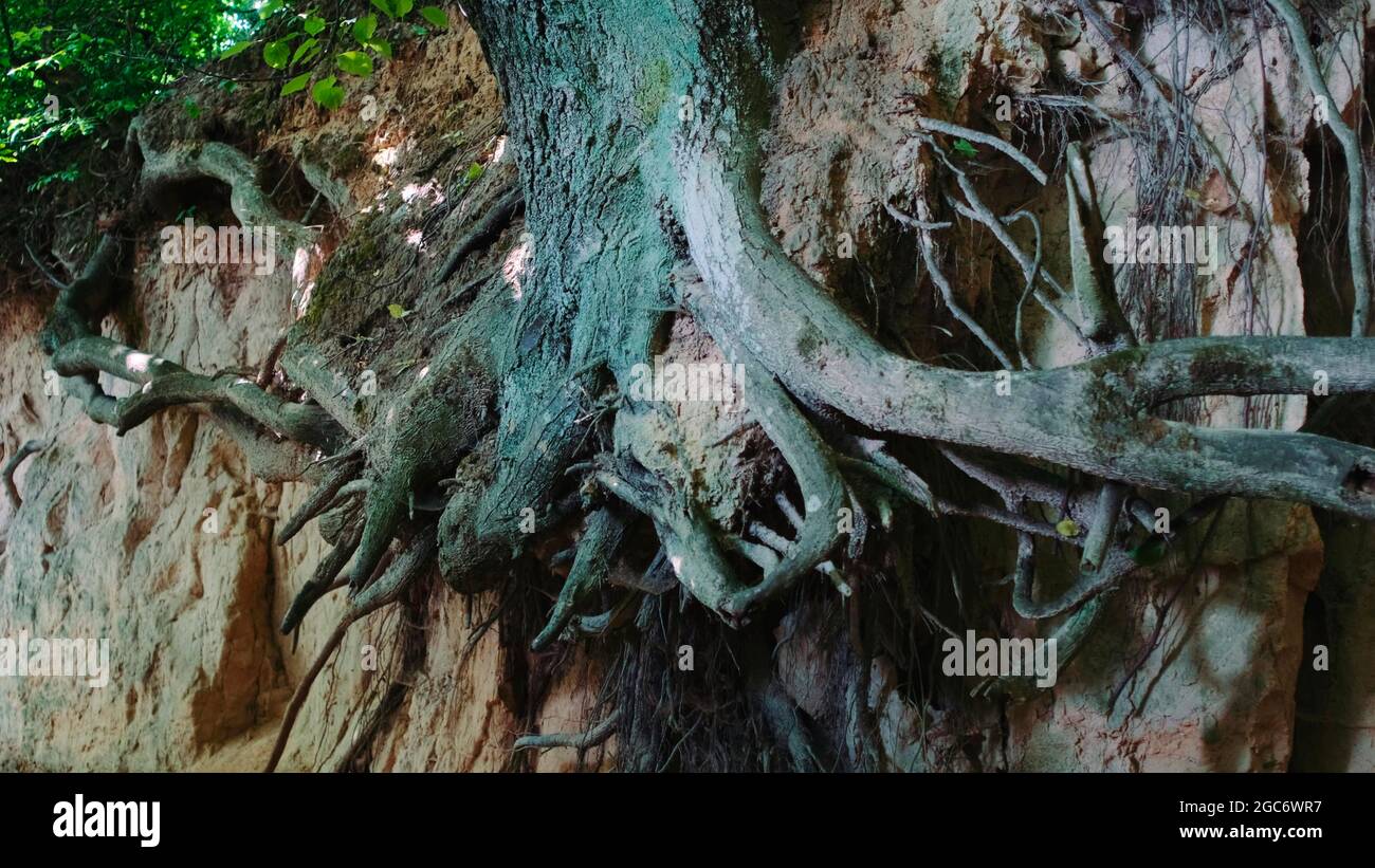 Zoom shot of exposed tree roots. Natural loess ravine Stock Photo - Alamy