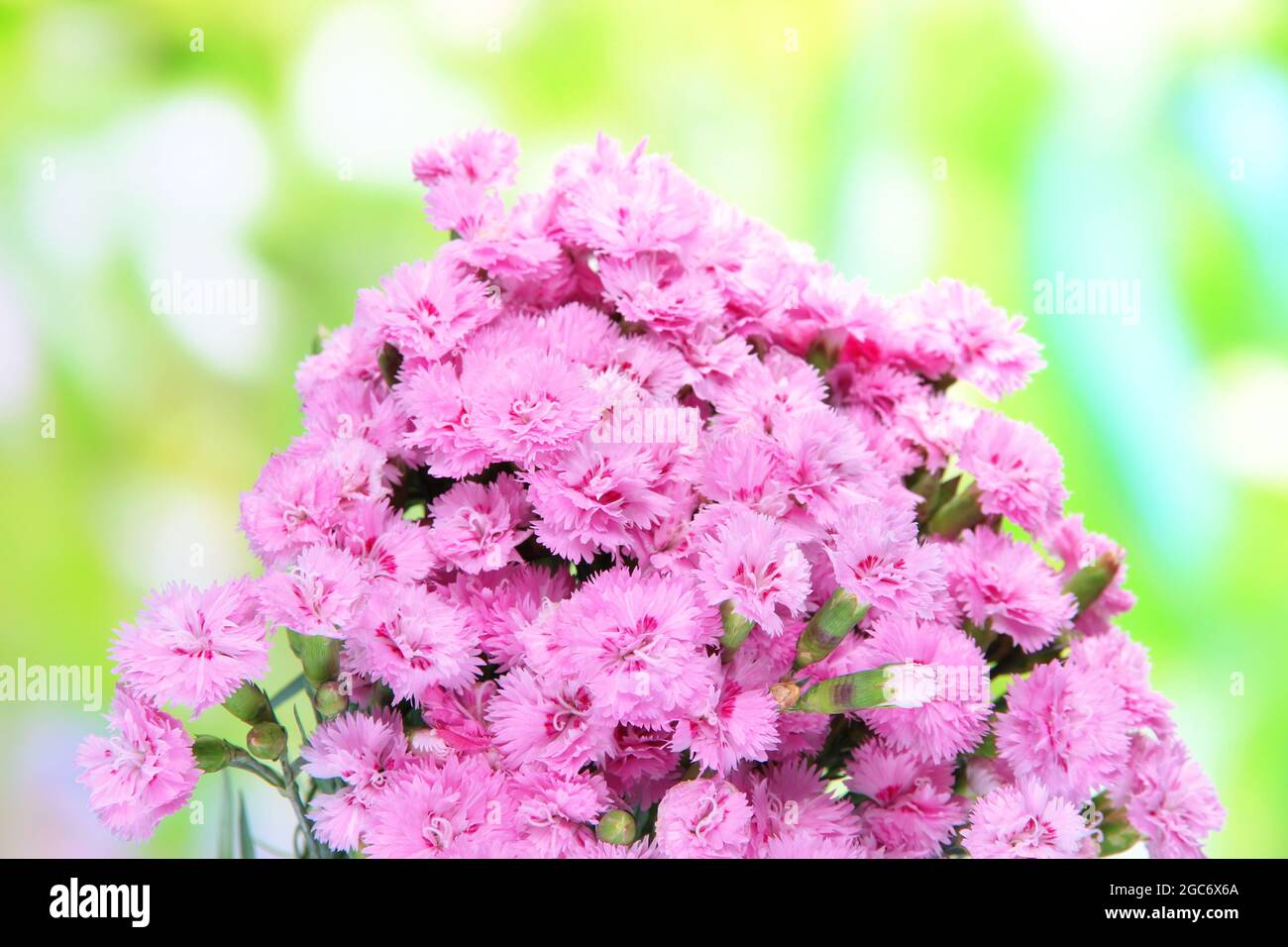 Many small pink cloves on nature background Stock Photo - Alamy