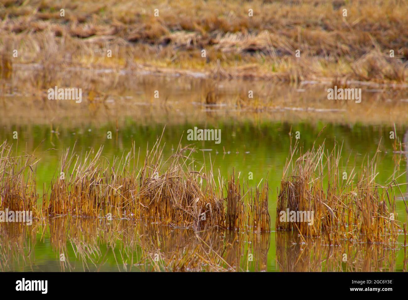 Harvested wheat field flooded after heavy rain in summer Stock Photo ...