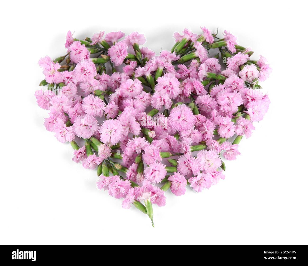 Heart of small pink cloves isolated on white Stock Photo - Alamy