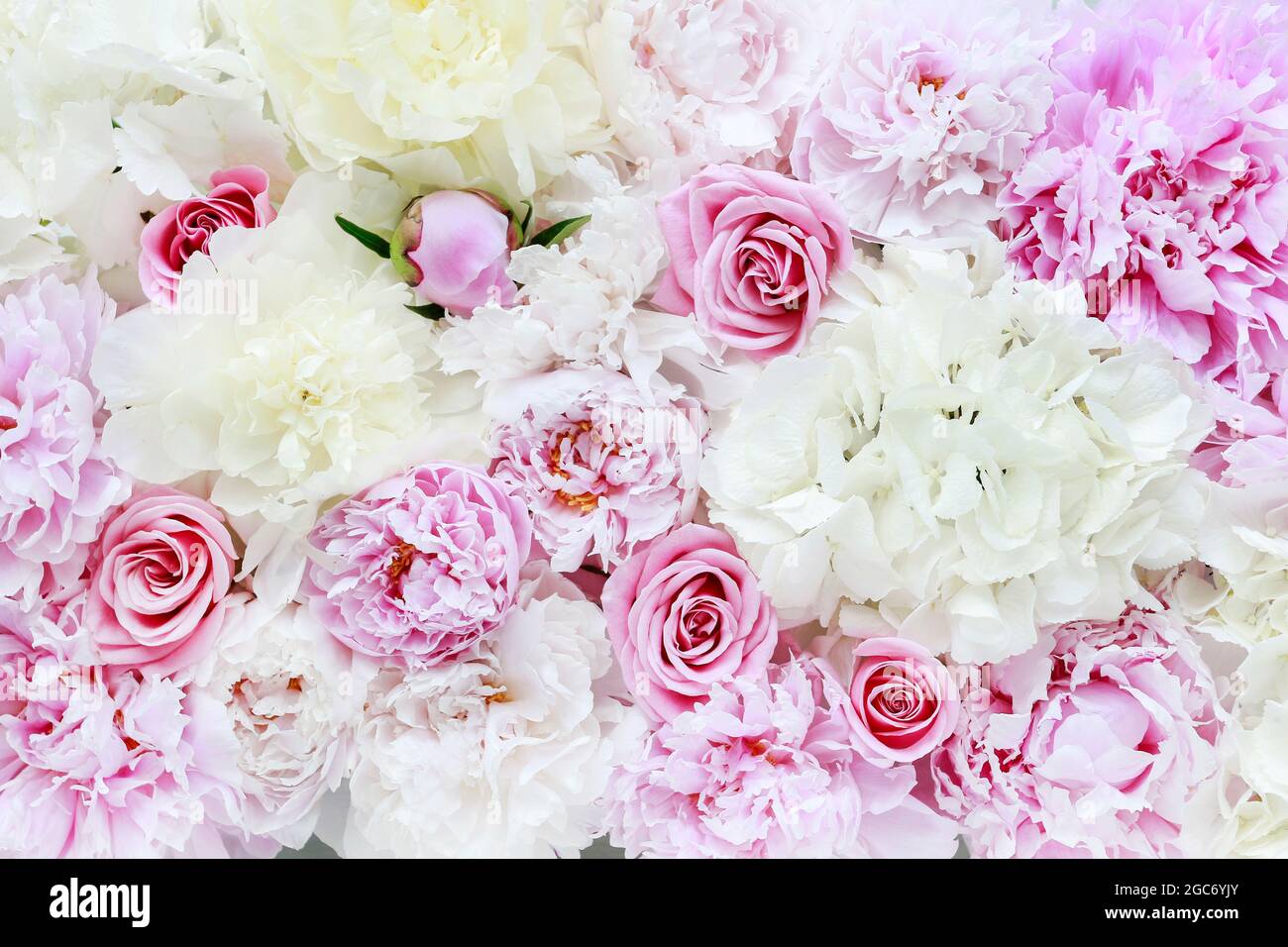 Flower background with peonies, roses and hortensias. Graphic resources ...