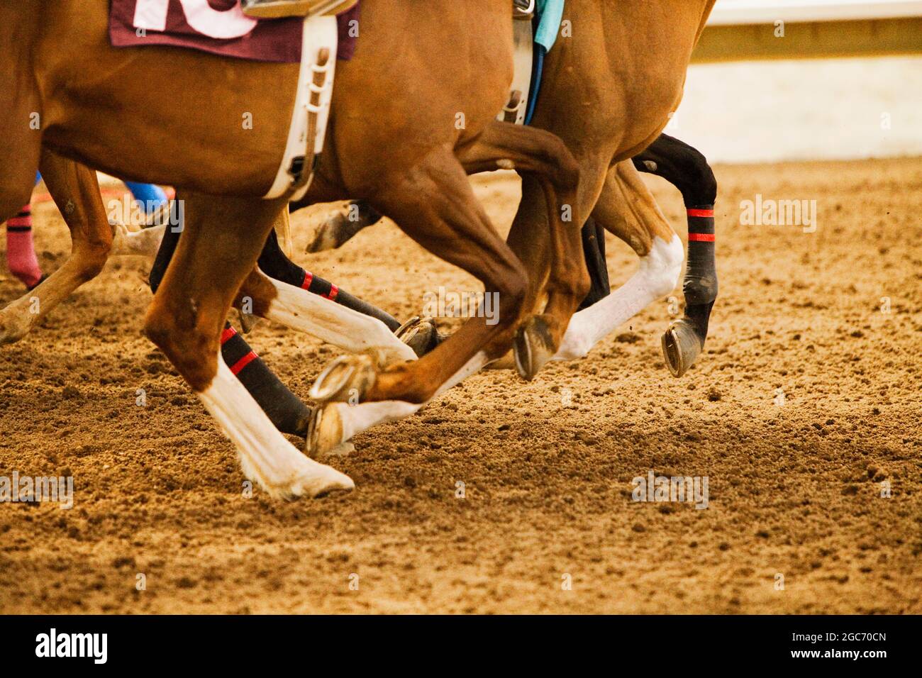 Legs of race horses running side by side on horse racing track during ...