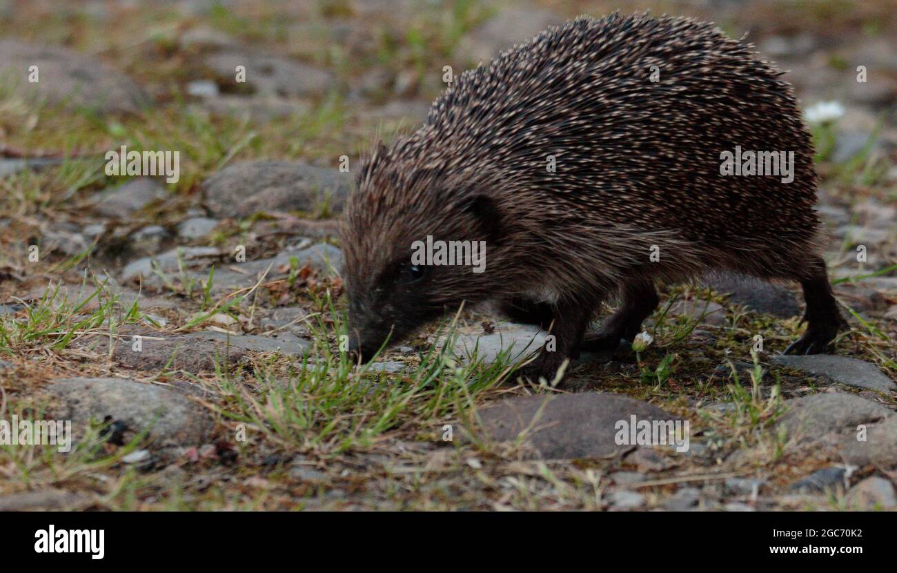 Hedgehog ball night hi-res stock photography and images - Alamy