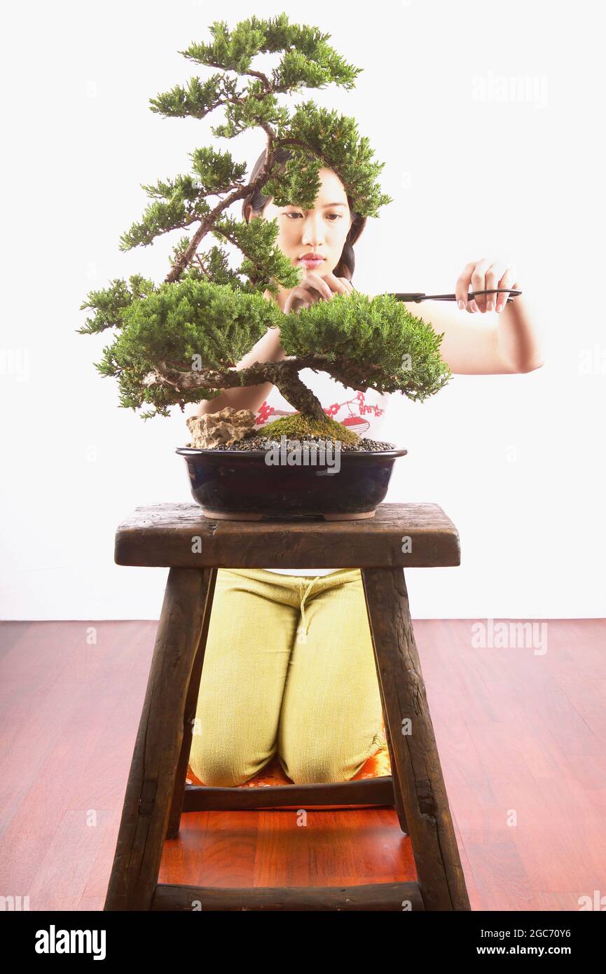 Woman trimming bonsai tree hi-res stock photography and images - Alamy