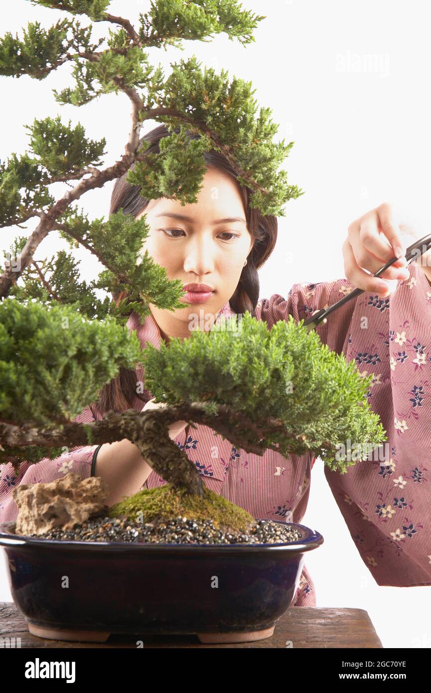 Woman trimming bonsai tree hi-res stock photography and images - Alamy