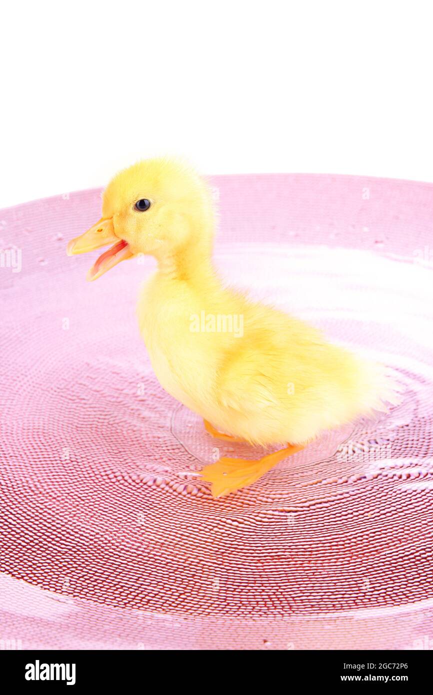 Floating cute duckling isolated on white Stock Photo - Alamy