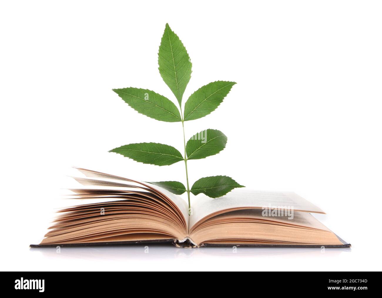 Book with plant isolated on white Stock Photo - Alamy