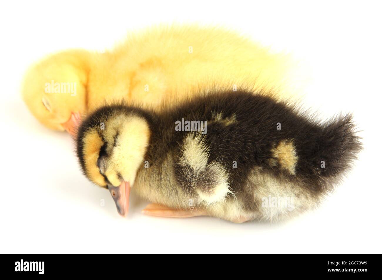 Sleeping cute ducklings isolated on white Stock Photo - Alamy