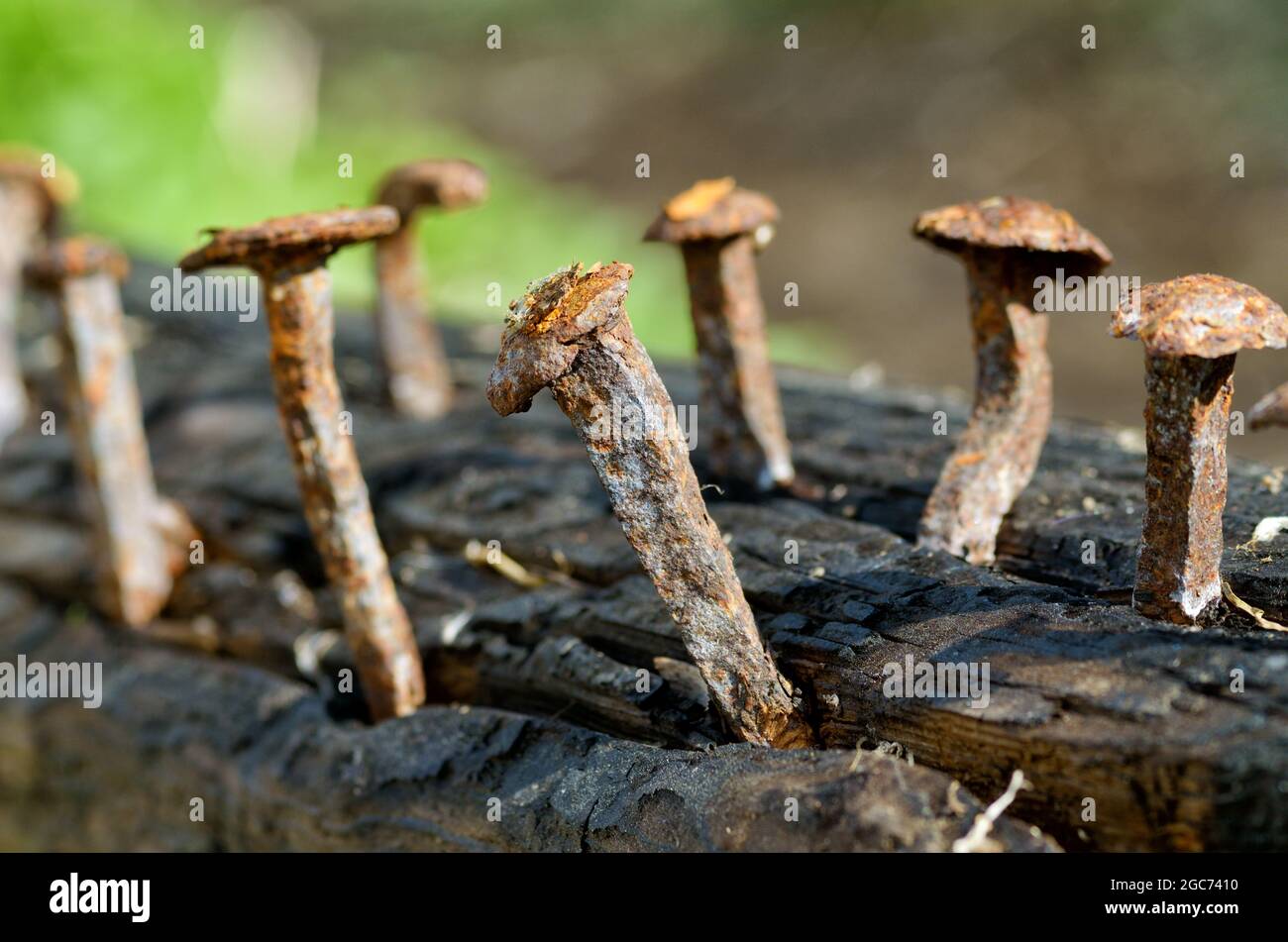 Rusty nails in a log.They resemble honey mushrooms Stock Photo - Alamy