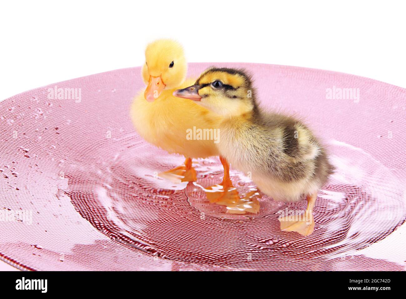 Floating cute ducklings close up Stock Photo - Alamy