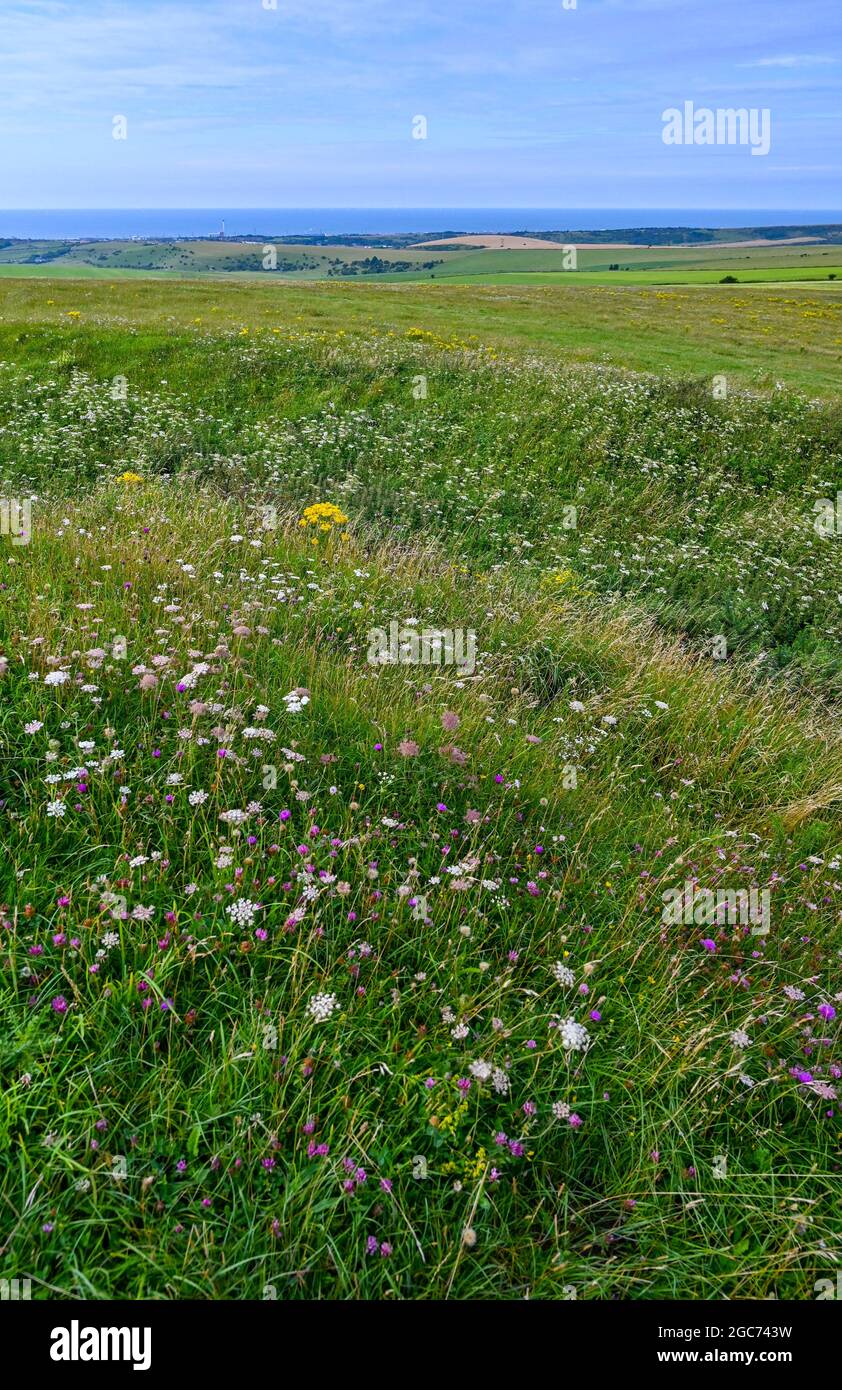 Wild flowers growing at Devils Dyke beauty spot along the South Downs ...