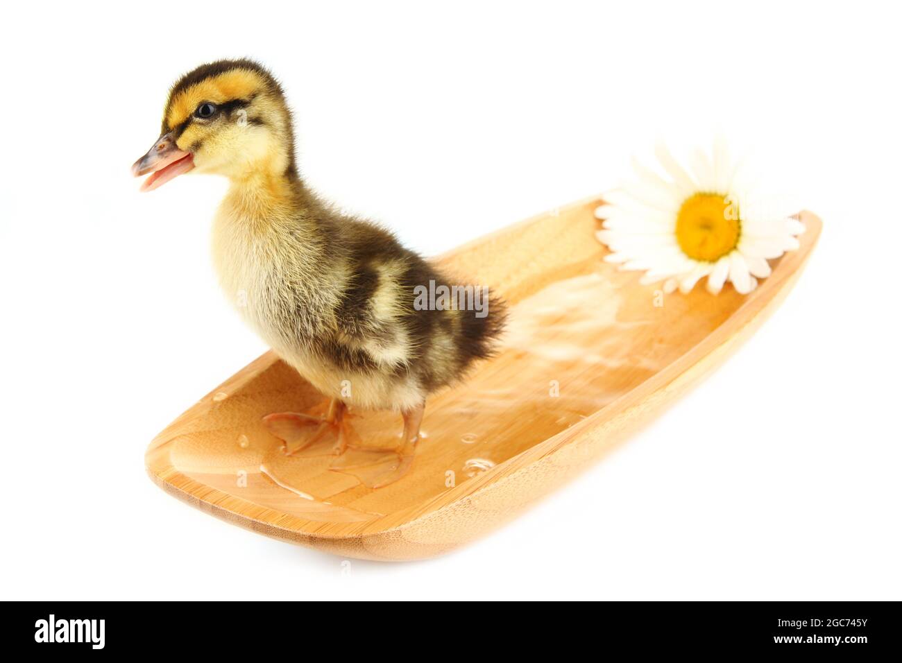 Floating cute duckling isolated on white Stock Photo - Alamy