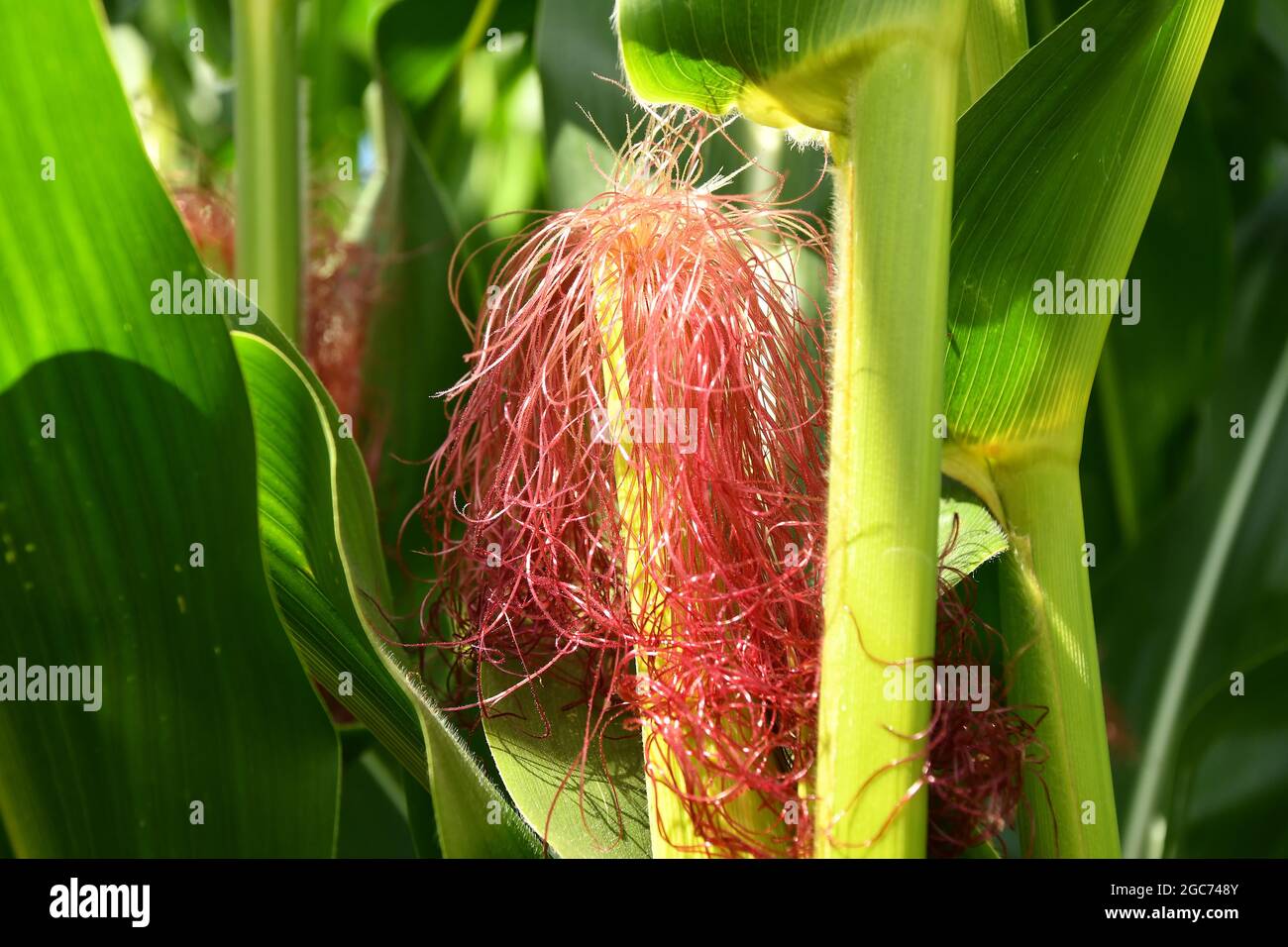 corn with major silk, female flower Stock Photo - Alamy