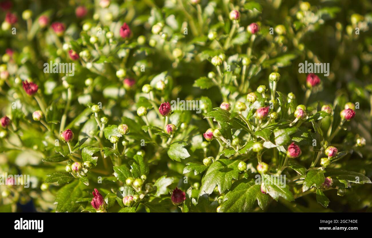 Red of Chrysanthemum buds bunch in a garden Stock Photo - Alamy