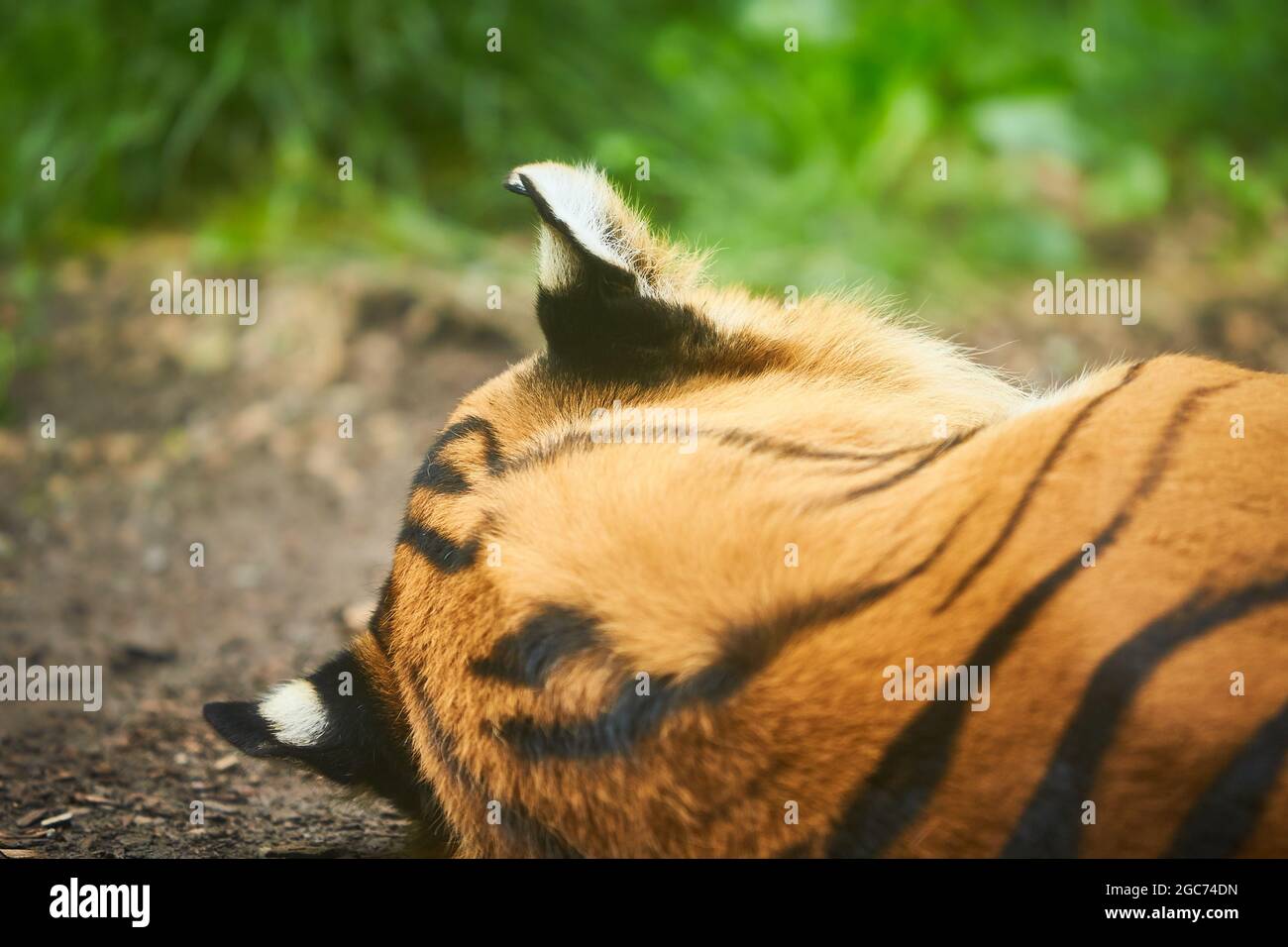 The back of the tiger head lying on the ground Stock Photo - Alamy