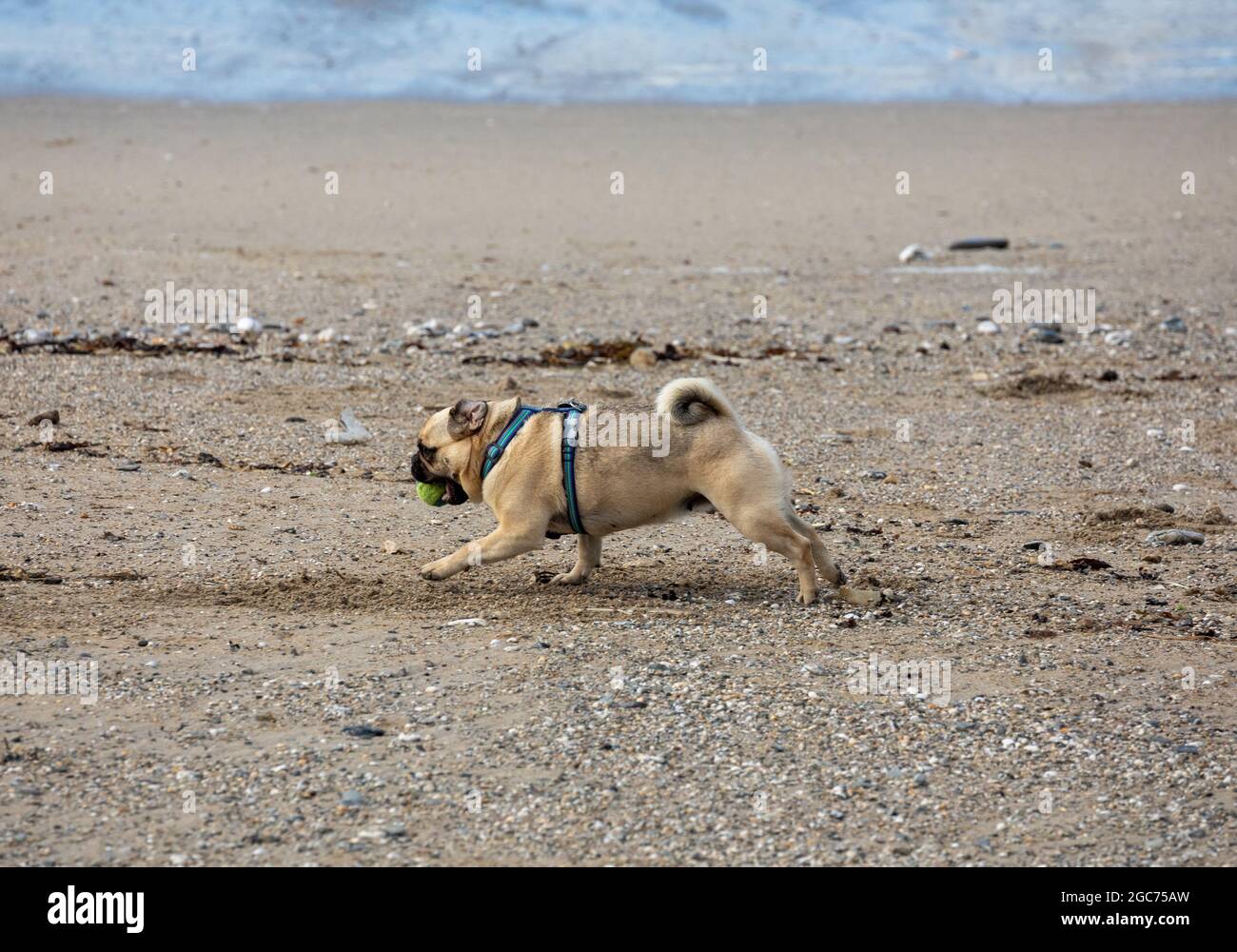 A pug runs along the beach with a ball in its mouth in Portreath ...
