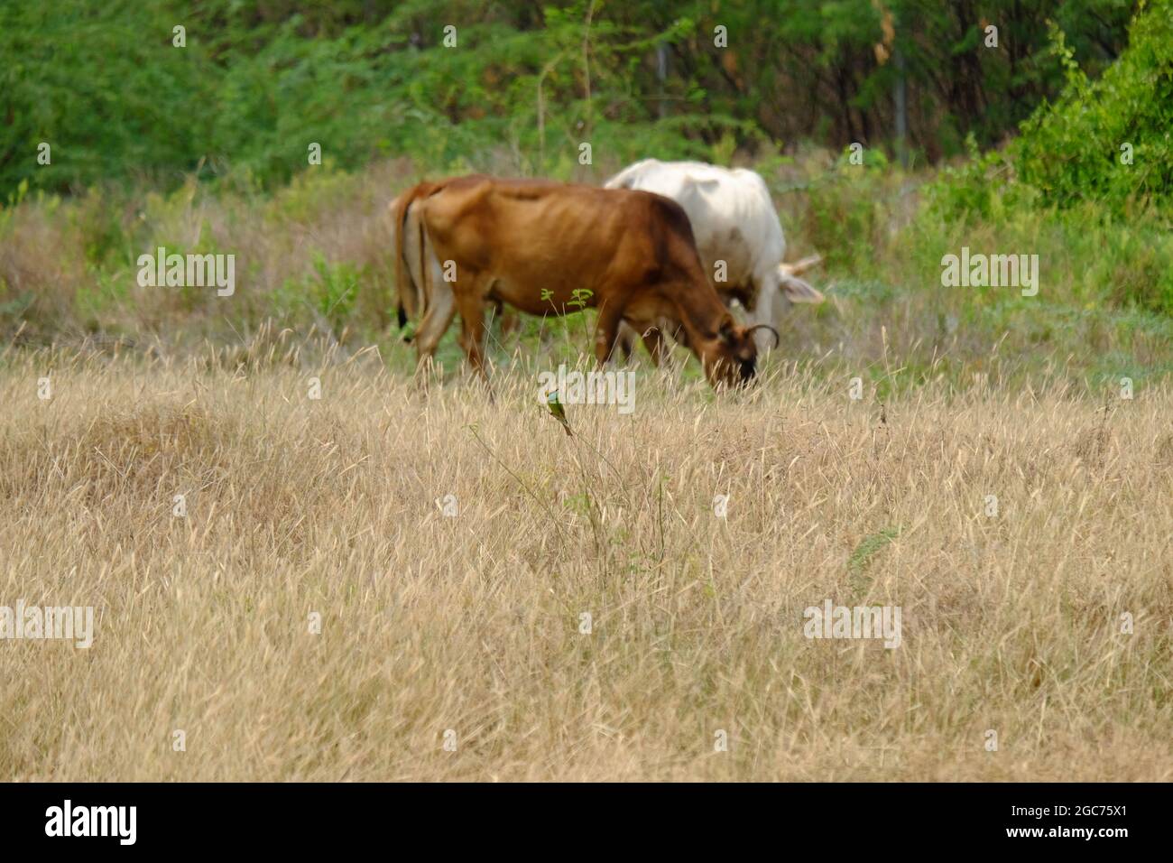 Field with cows during daylight Stock Photo - Alamy