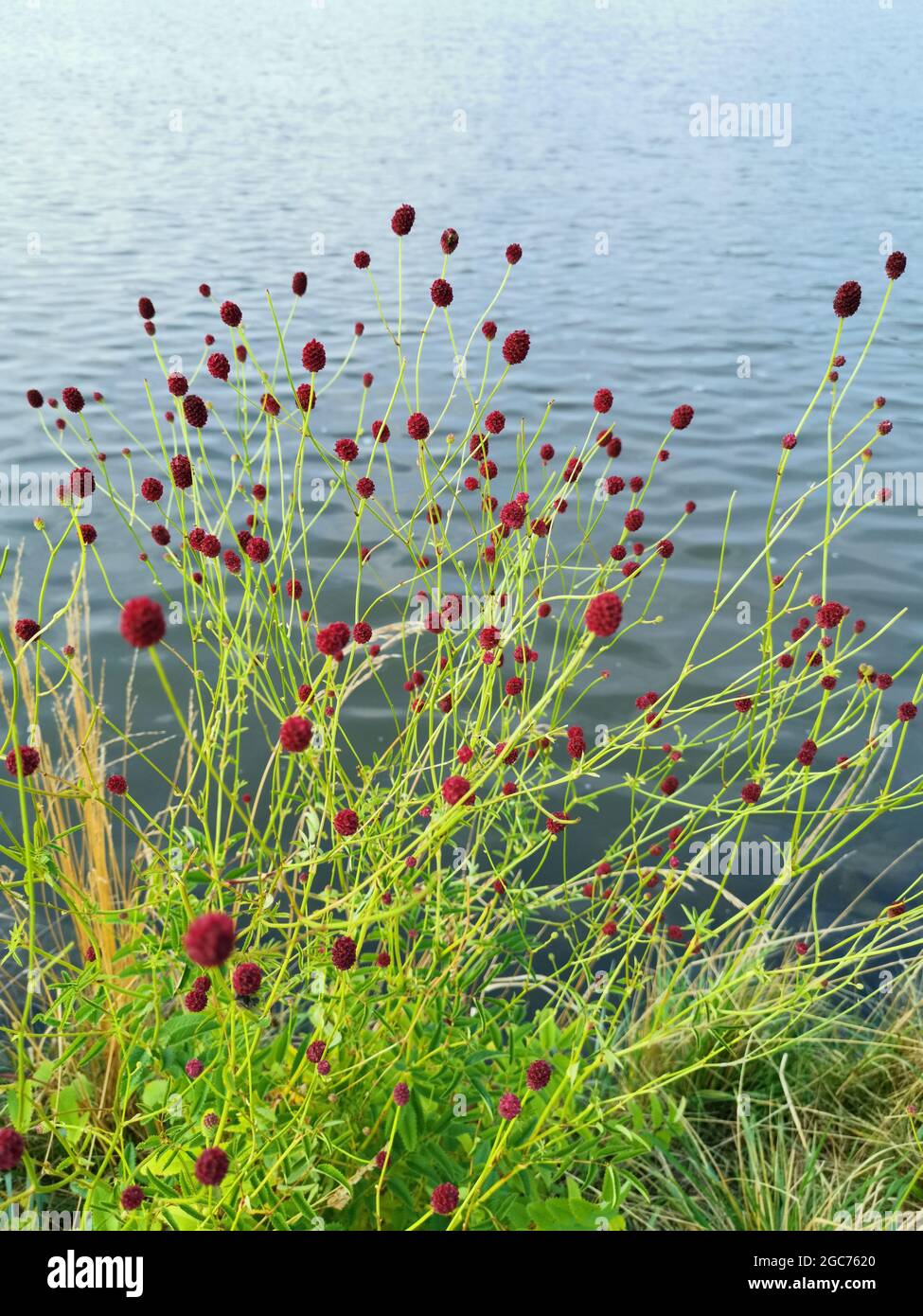 Closeup of great burnet flowers on the lakeshore Stock Photo - Alamy
