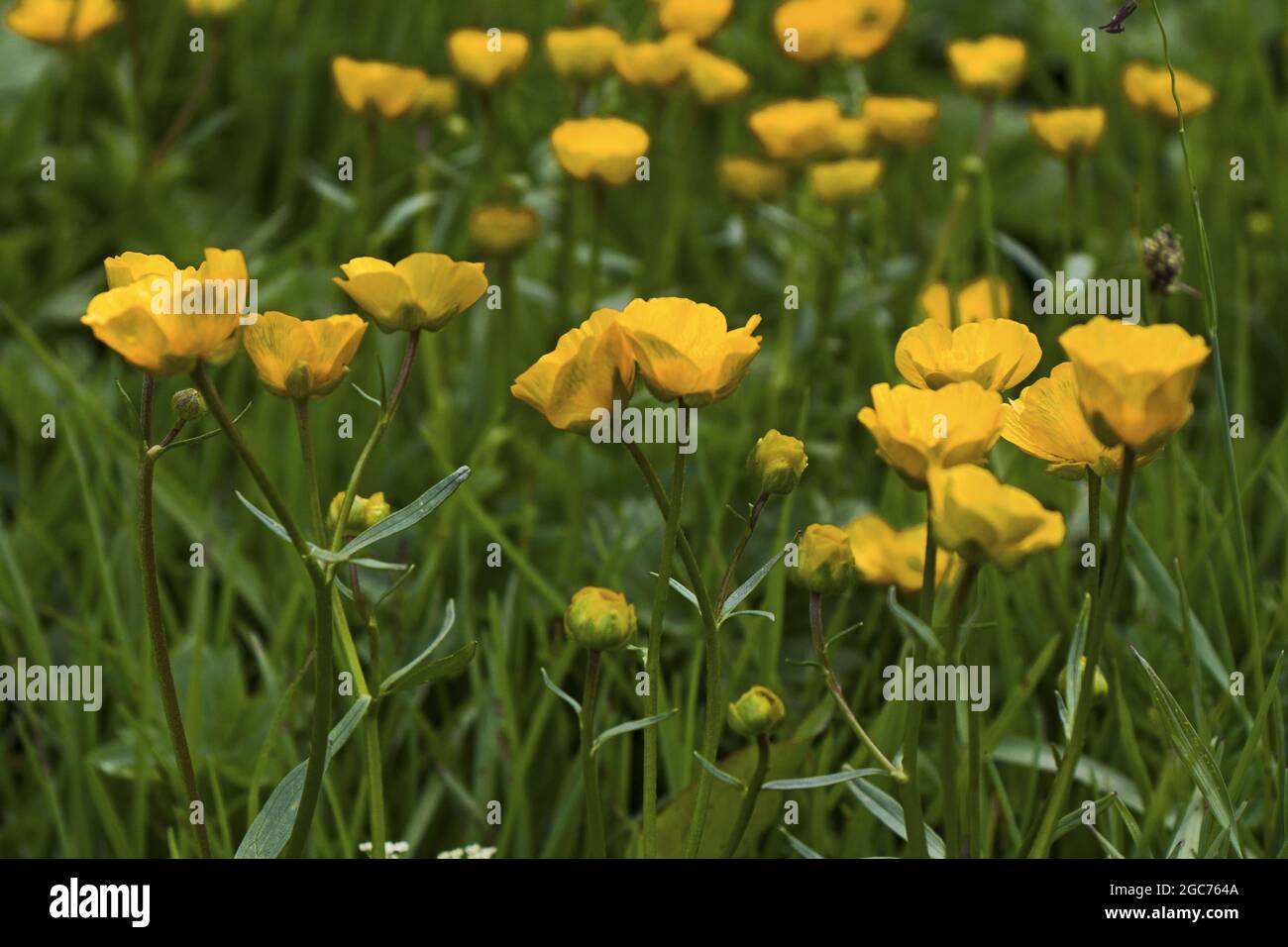 Pungent buttercup hi-res stock photography and images - Alamy