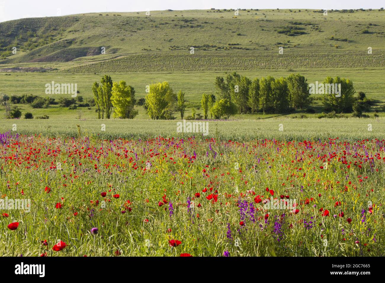 Closeup shot of a field and valley of the poppy flower, in Georgia ...