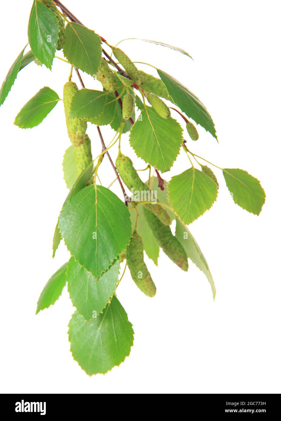 Green birch leaves isolated on white Stock Photo - Alamy