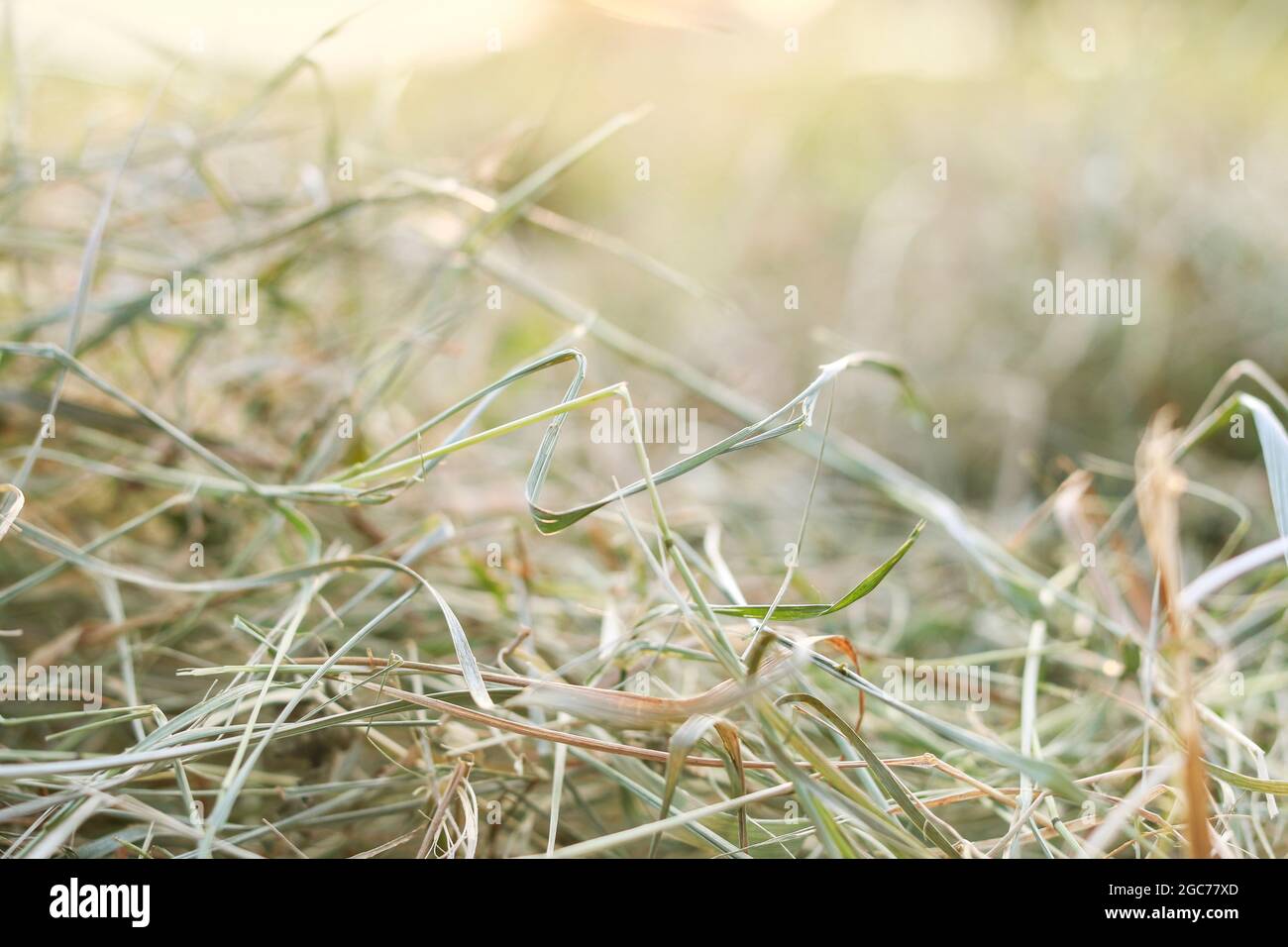 Abstract hay background. Country summer atmosphere wallpaper. Graphic ...