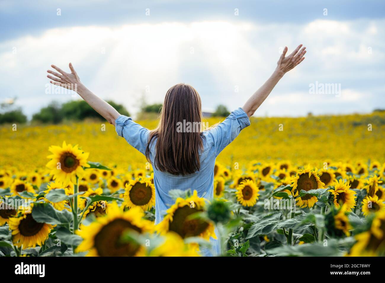 A woman enjoying freedom in a sunny sunflower field with her arms ...