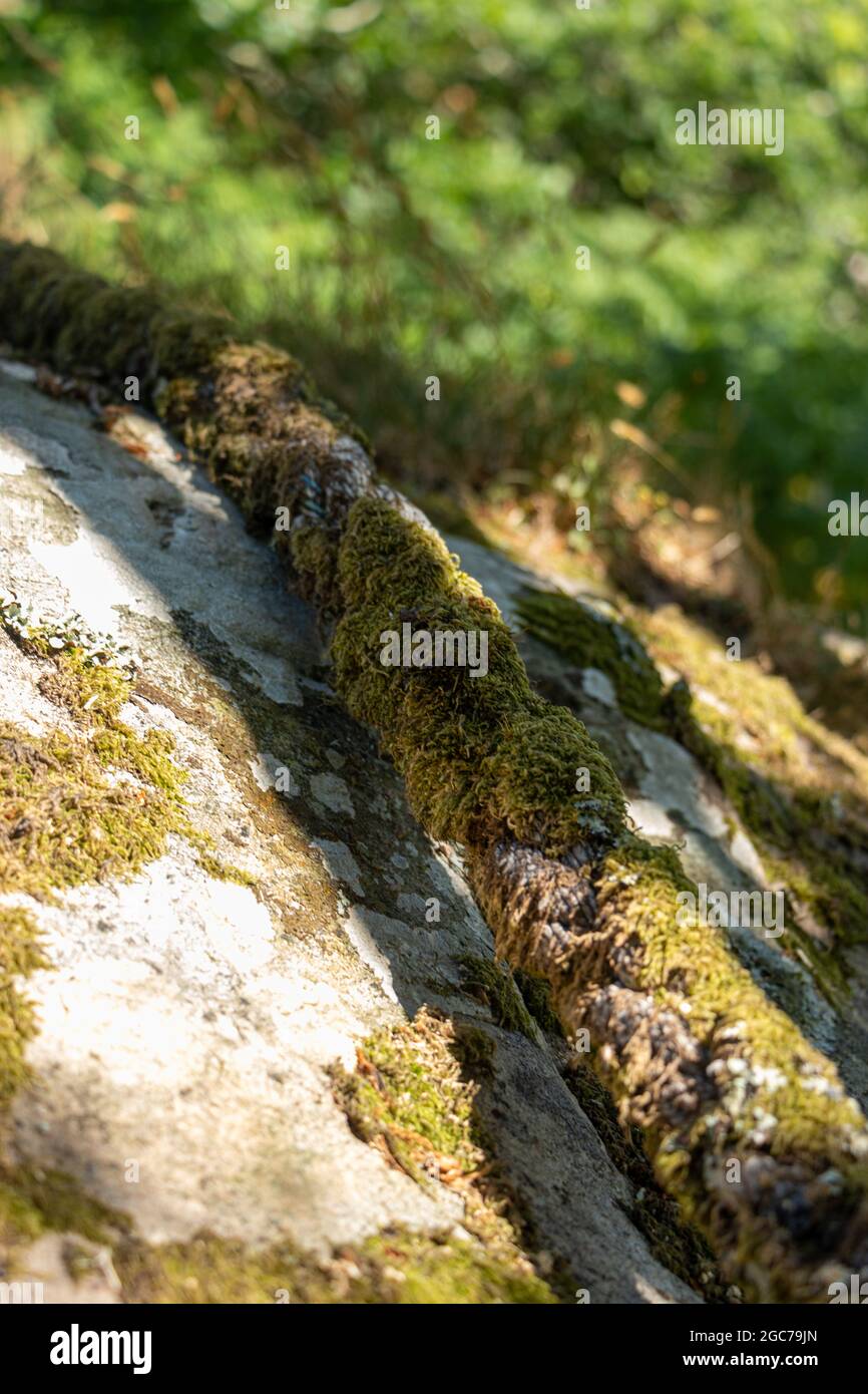 Moss covered rope Stock Photo - Alamy