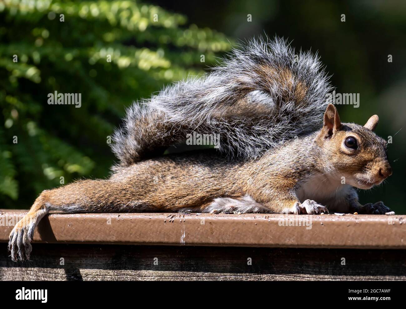 Squirrel stretches out on the deck Stock Photo - Alamy
