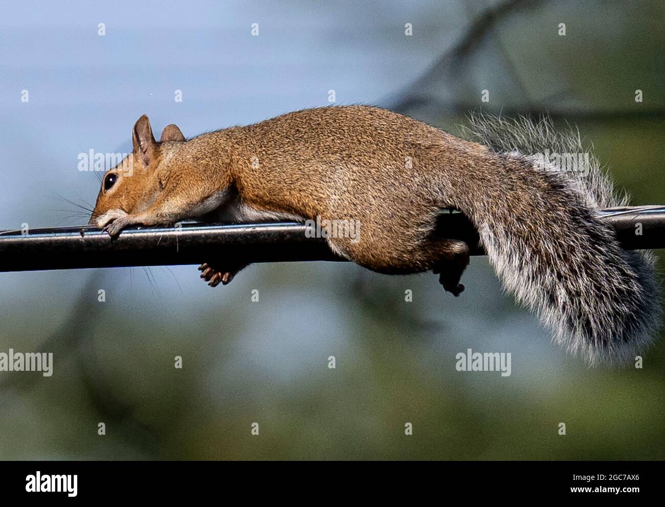 Squirrel on wire hi-res stock photography and images - Alamy