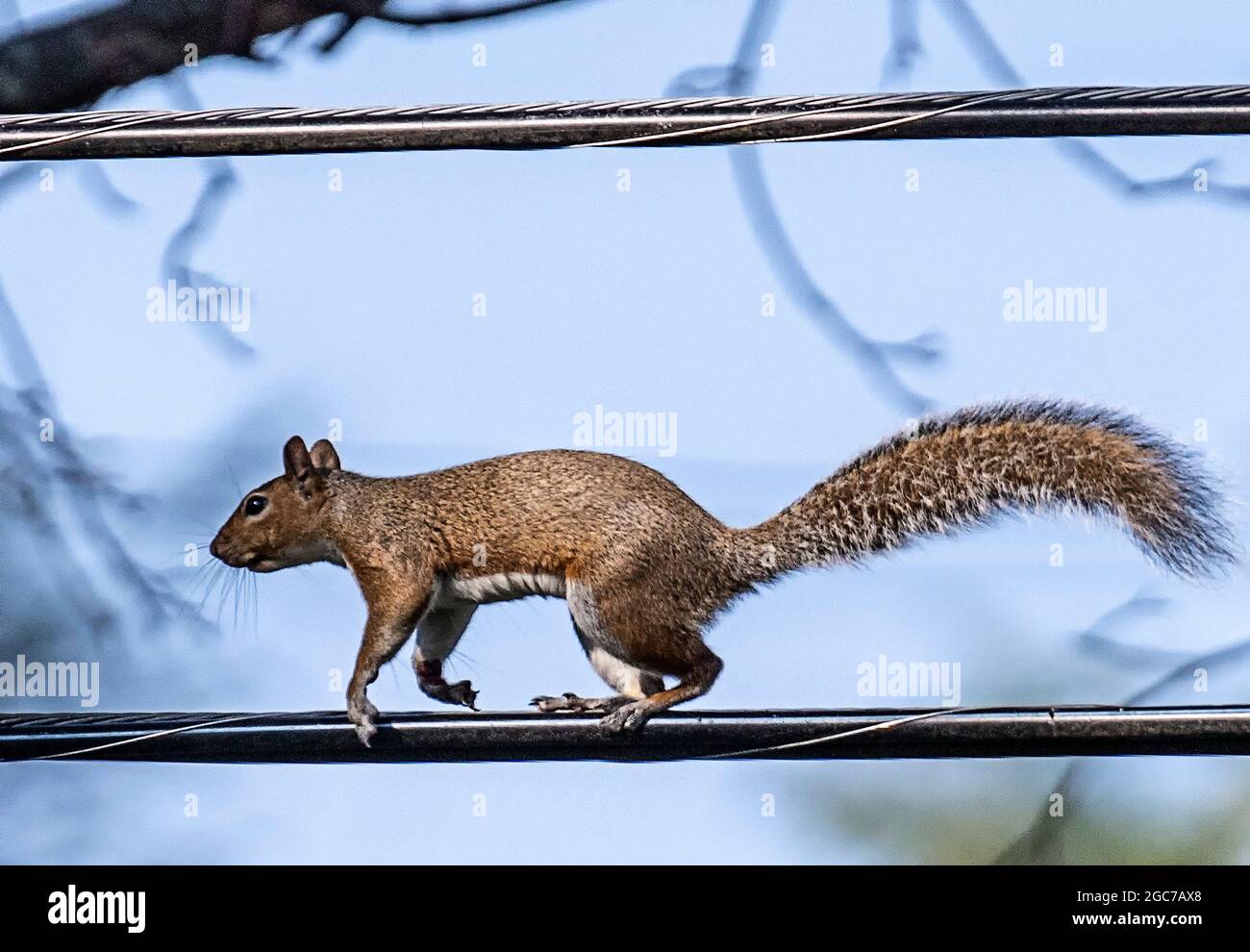 Squirrel on wire hi-res stock photography and images - Alamy