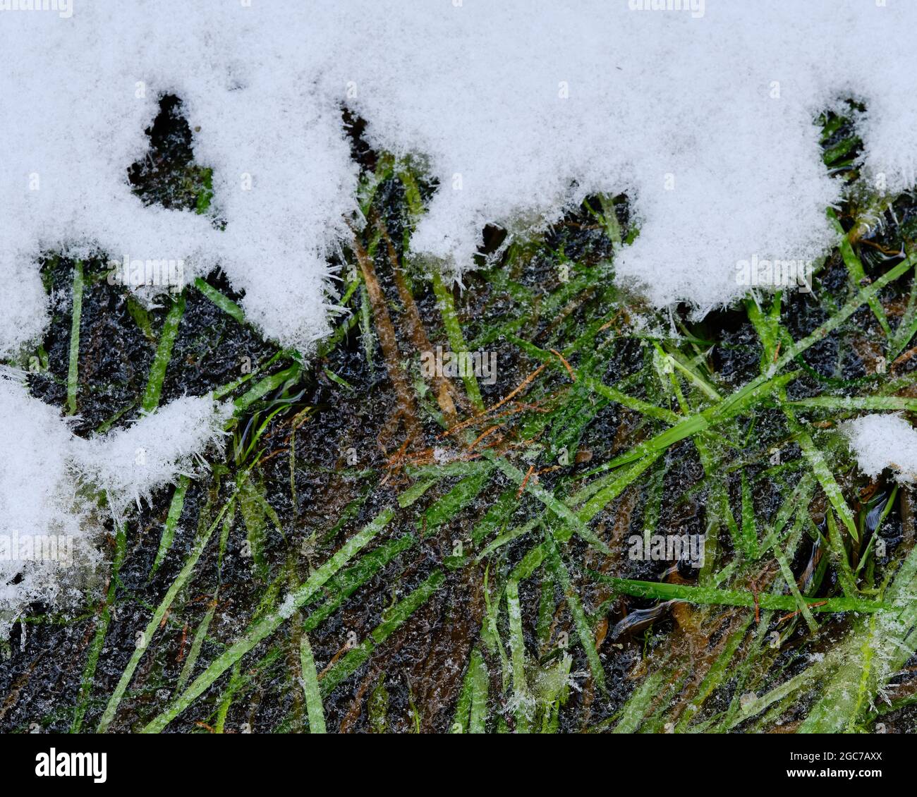 snow covered grass under ice Stock Photo - Alamy