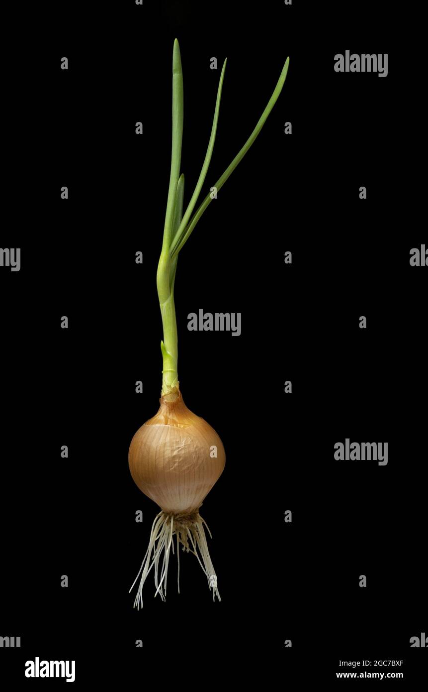 Germinating bulbs hi-res stock photography and images - Alamy