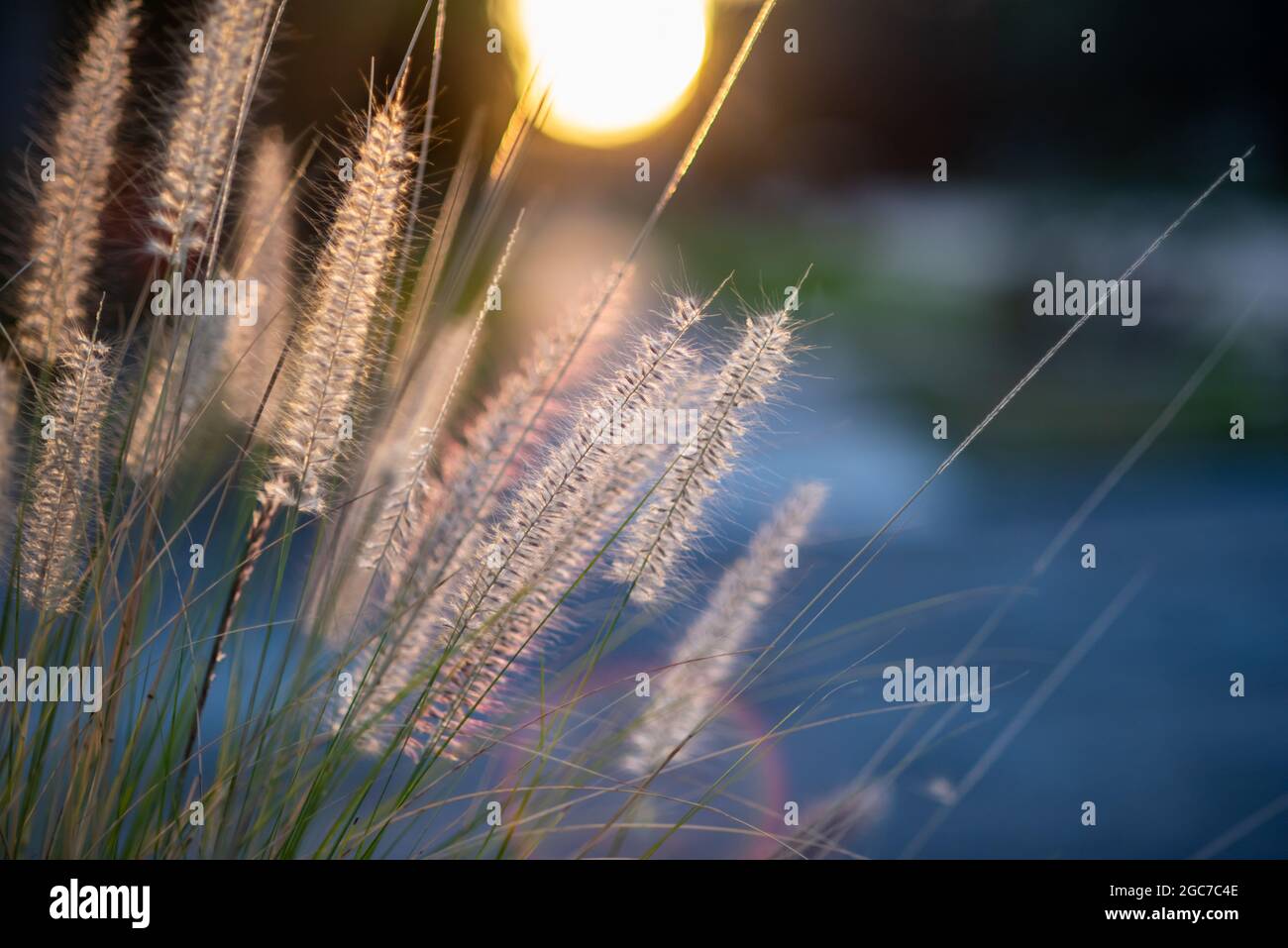 Fountain grass in the sun Stock Photo - Alamy