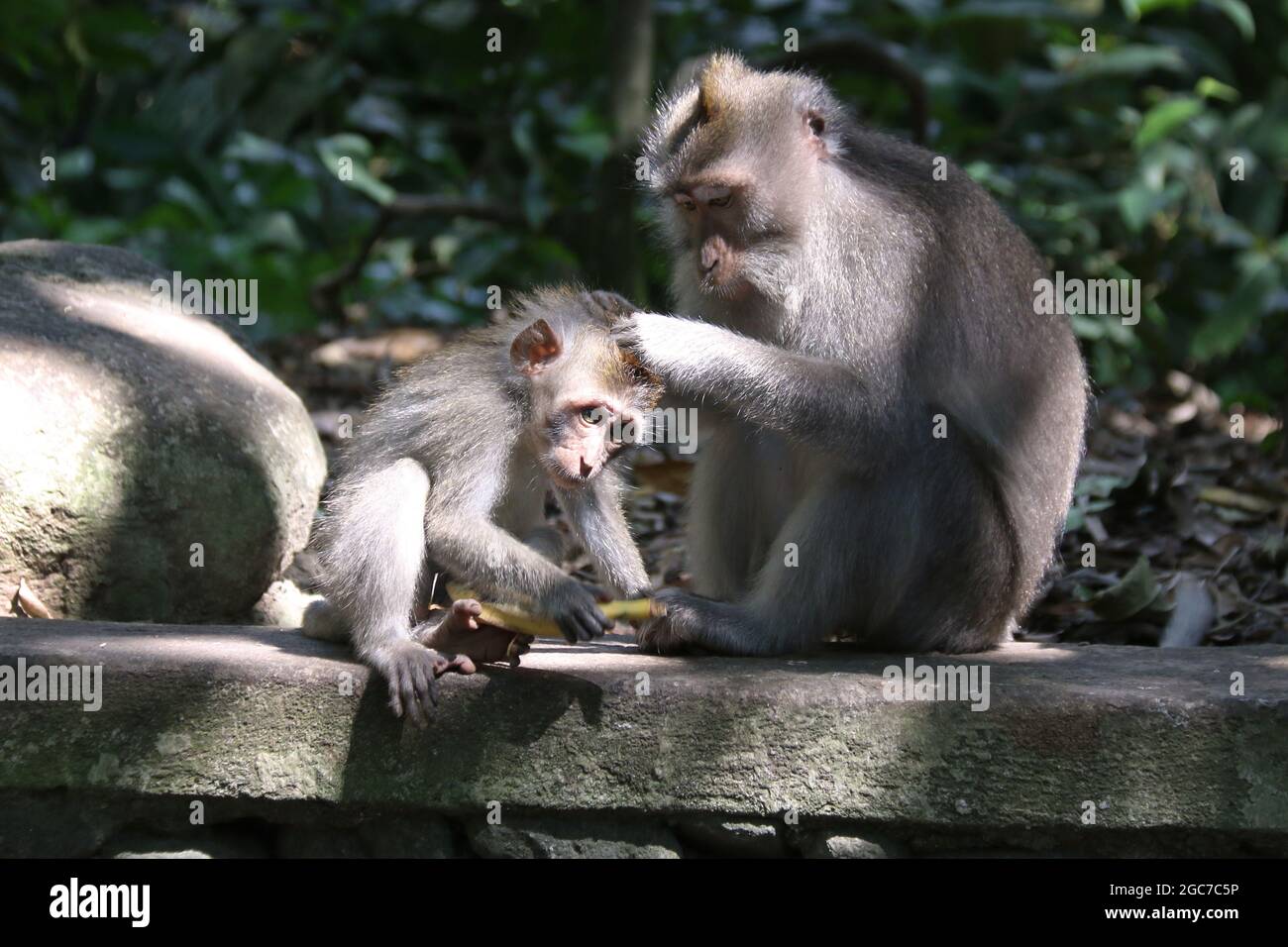 a monkey and baby sitting on a bench Stock Photo - Alamy